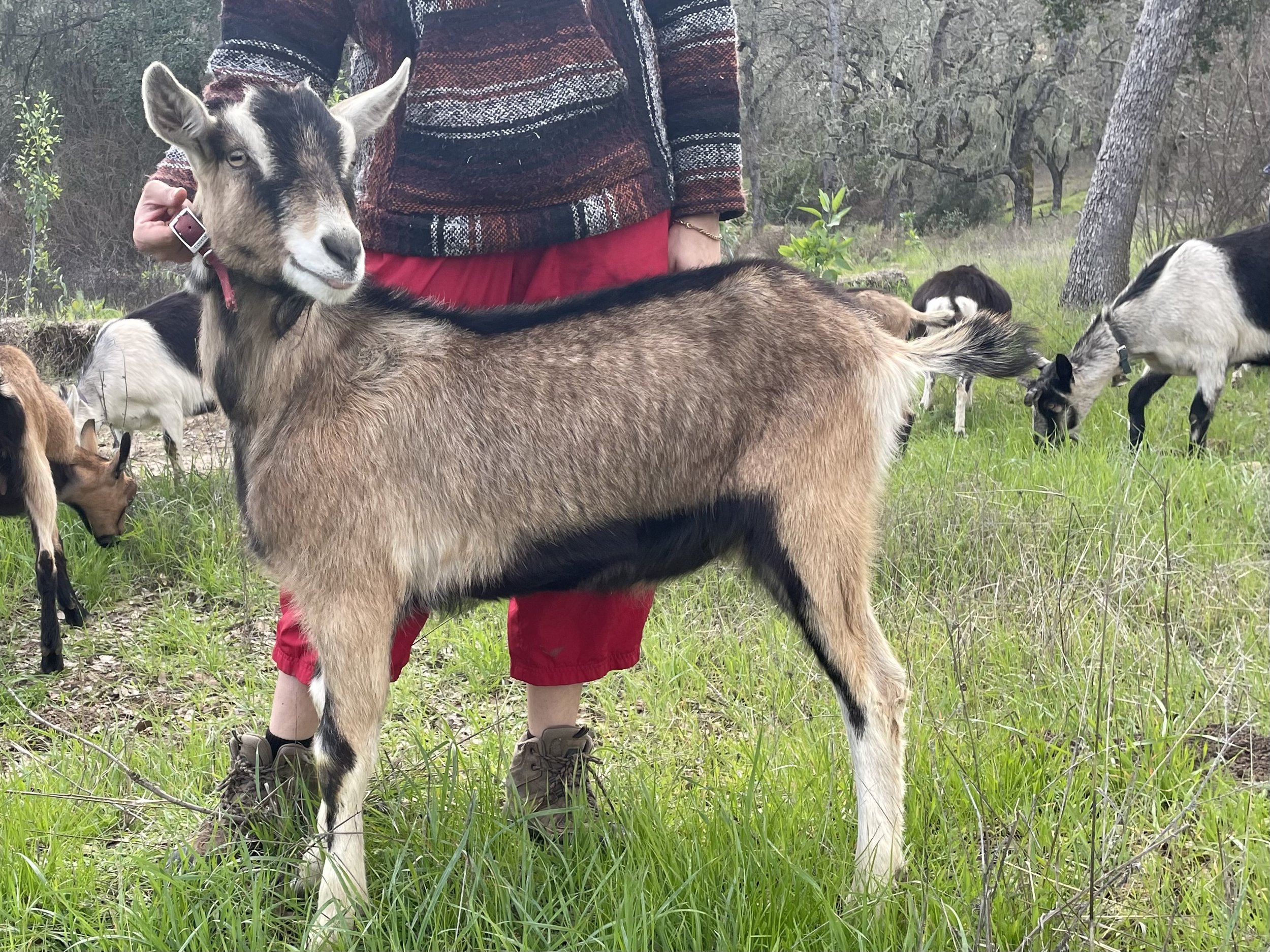Our Goats — Bell Hill Farm