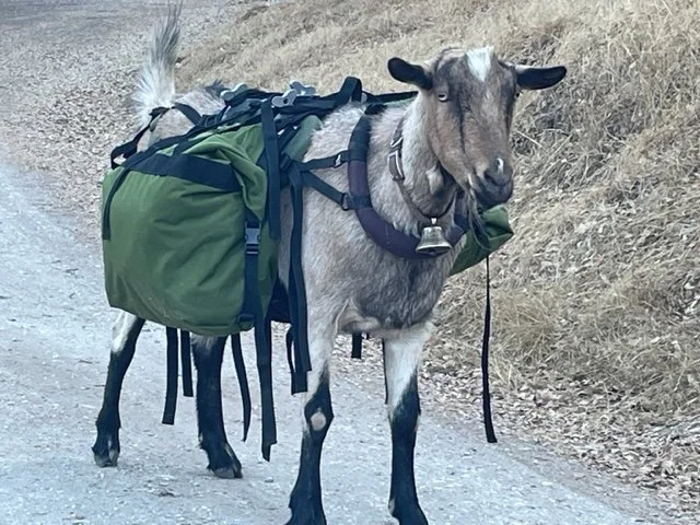 Our Goats — Bell Hill Farm
