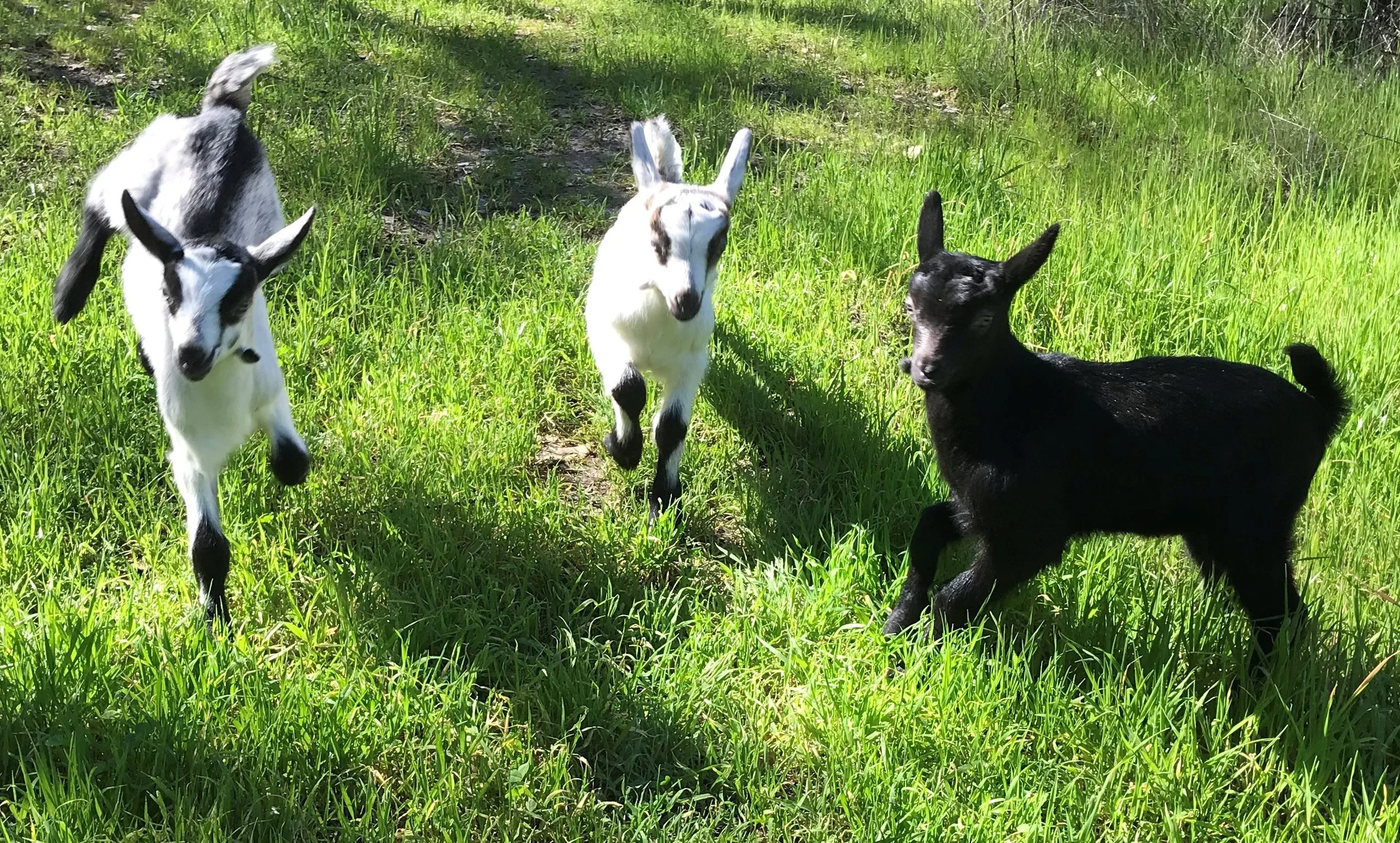 Our Goats — Bell Hill Farm