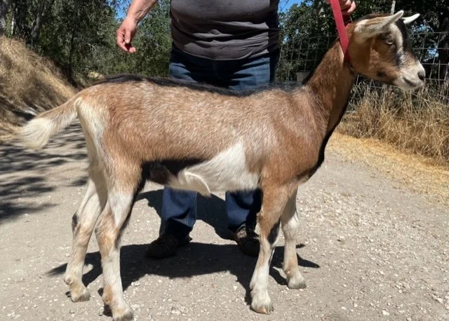 Our Goats — Bell Hill Farm