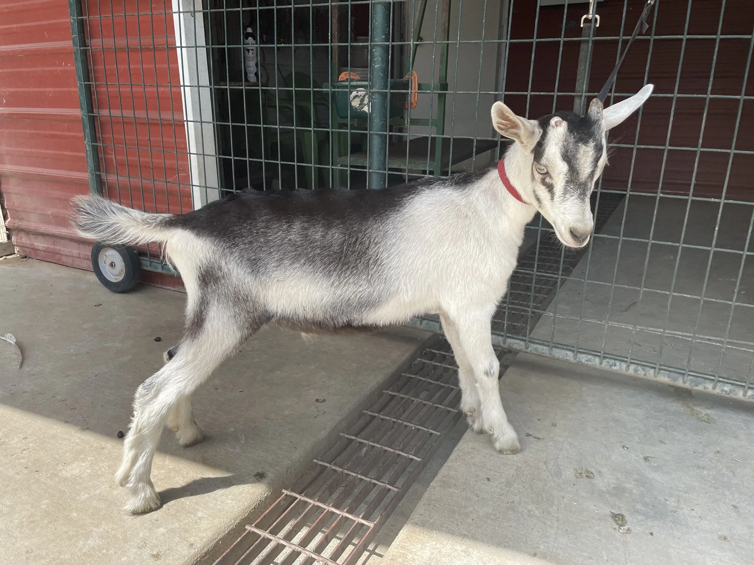 Our Goats — Bell Hill Farm