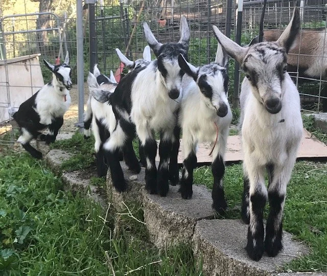 Our Goats — Bell Hill Farm