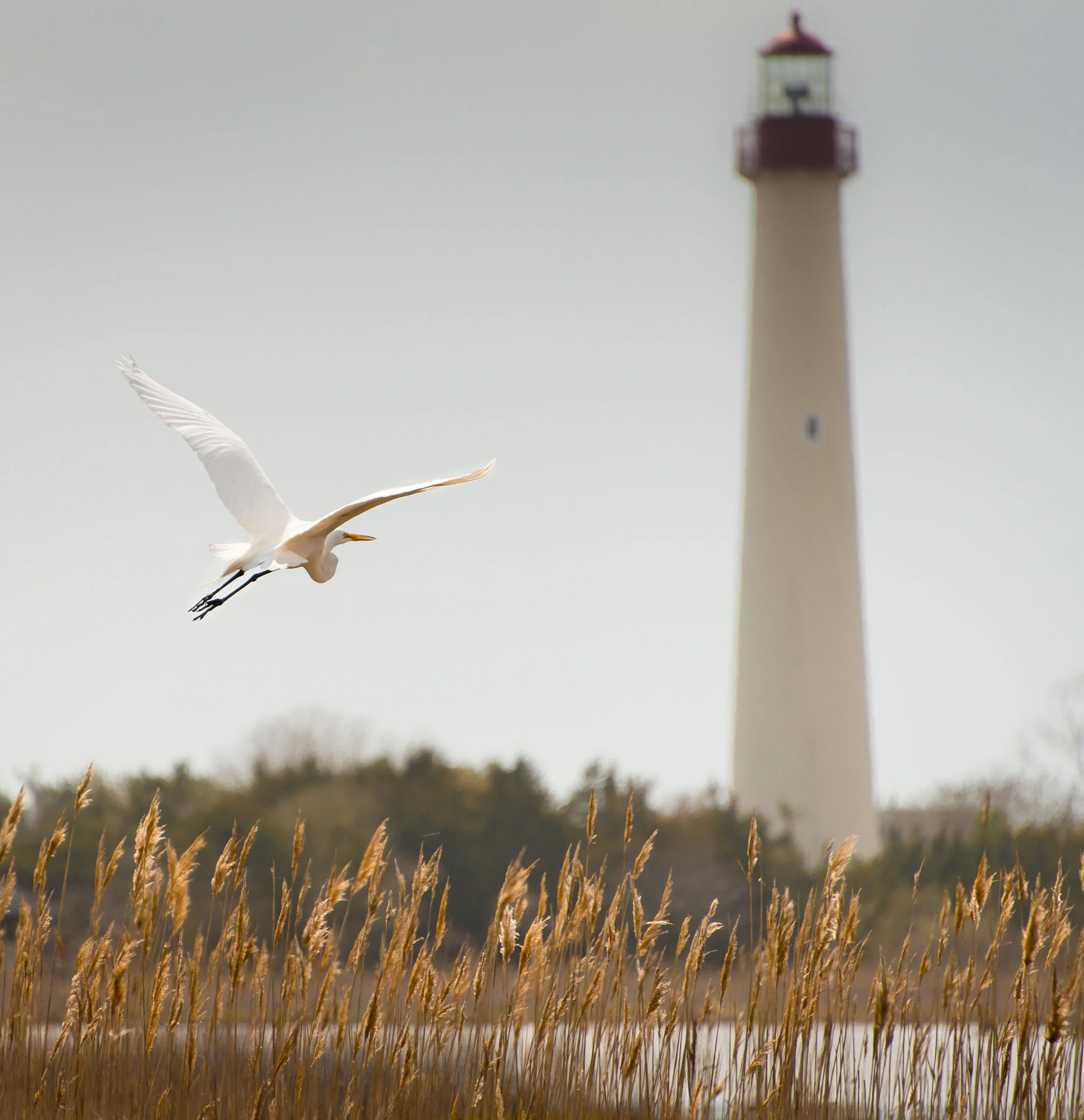 Animal Portraiture — Ray Schneider