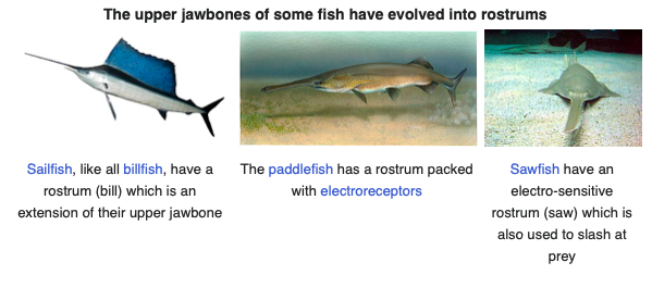 RITUAL trunk boots snouts without tusks rituals ABORTED GOLDEN DOOR ...