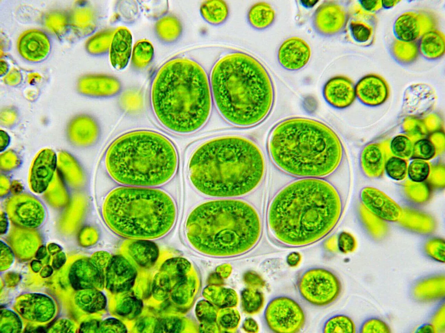 Green Algae Pictures