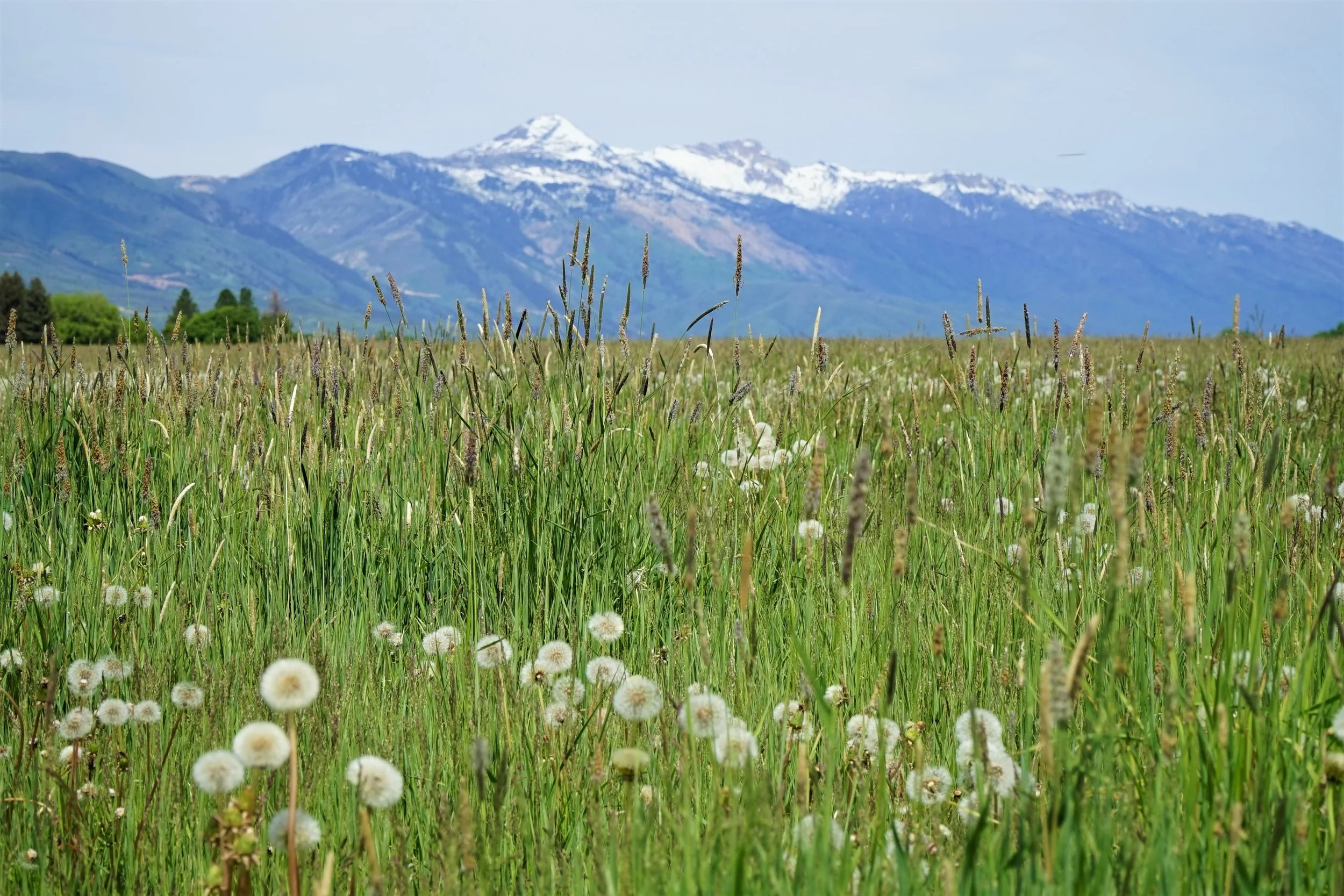 FOR THE FUTURE FUND — SUMMIT LAND CONSERVANCY
