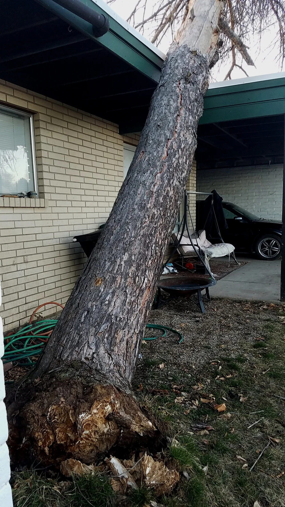 How to Remove a Dead Pine Tree (Safely and Affordably)