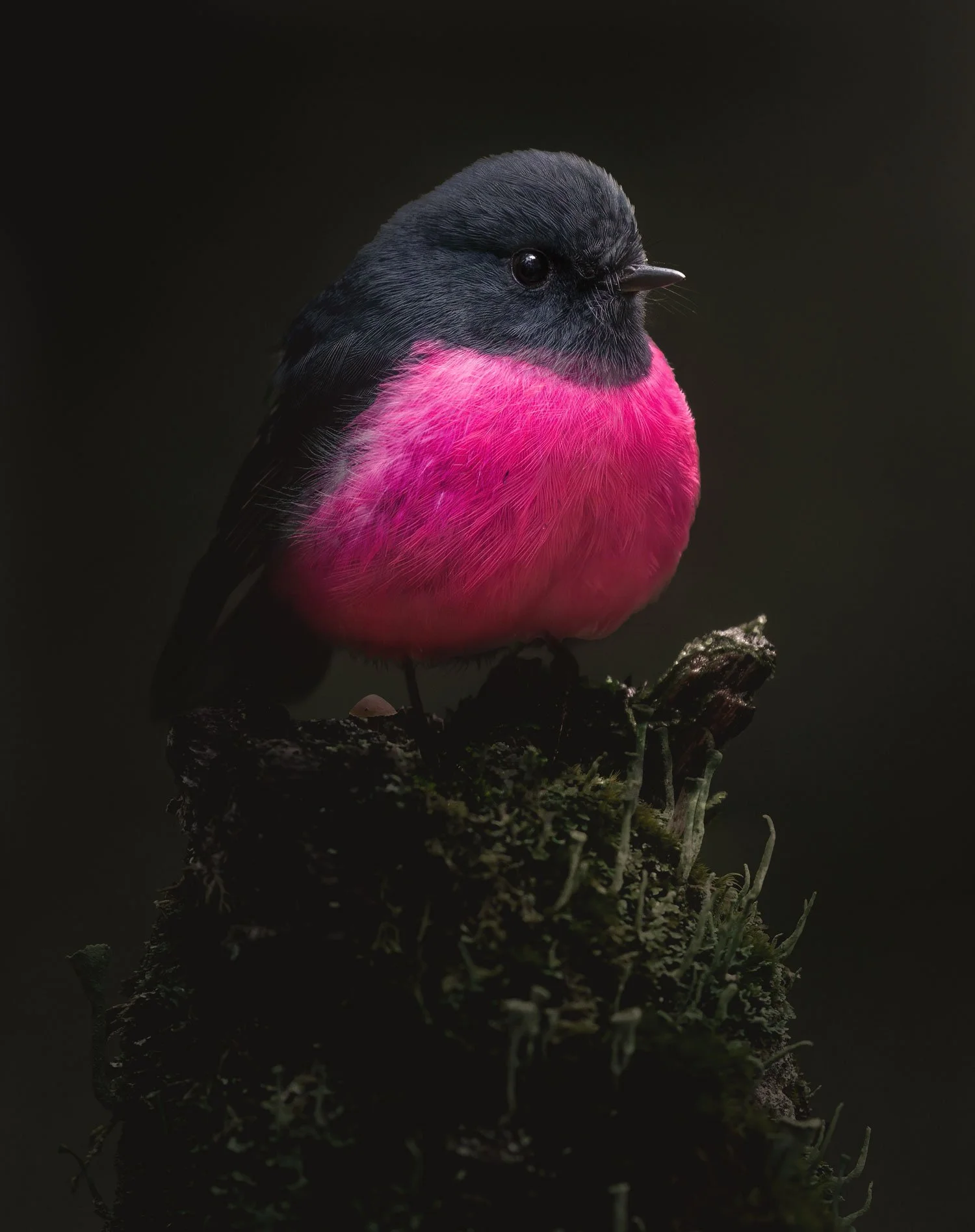 A FESTIVAL CALLED PANAMA