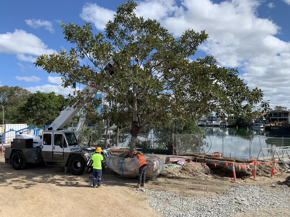 Tree Transplanting, Tree Sourcing & AS2303 Tree Inspections ...