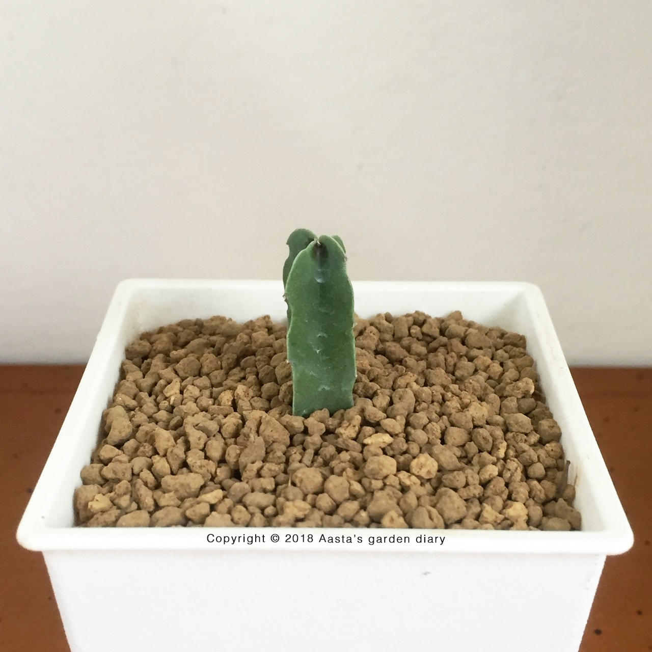 Asclepiadaceae — Aasta Garden