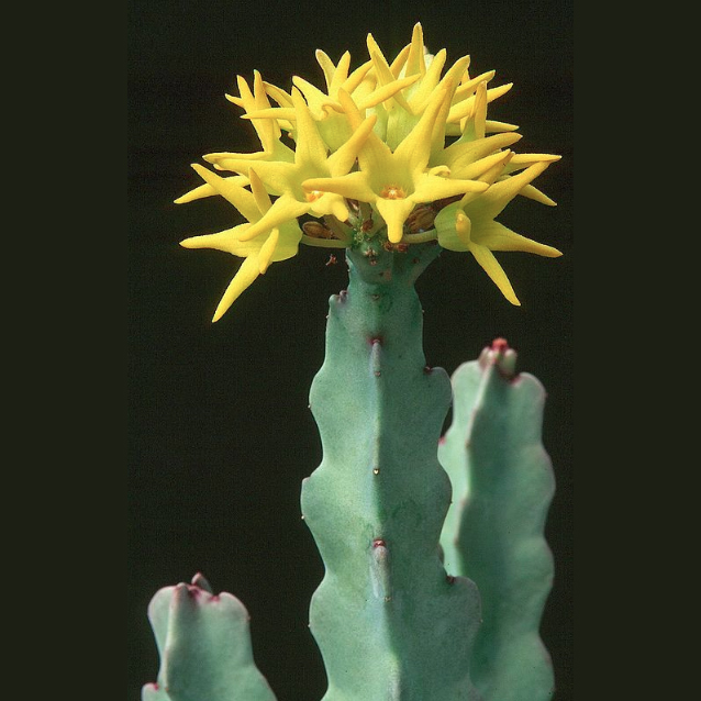 Asclepiadaceae — Aasta Garden