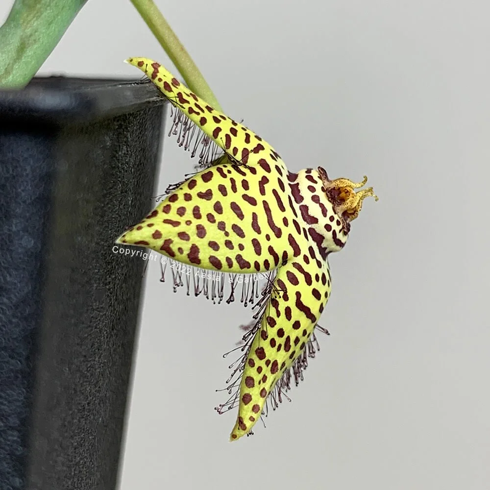 Asclepiadaceae — Aasta Garden