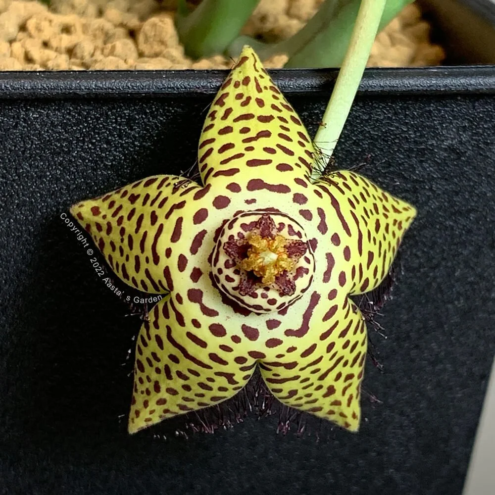 Asclepiadaceae — Aasta Garden