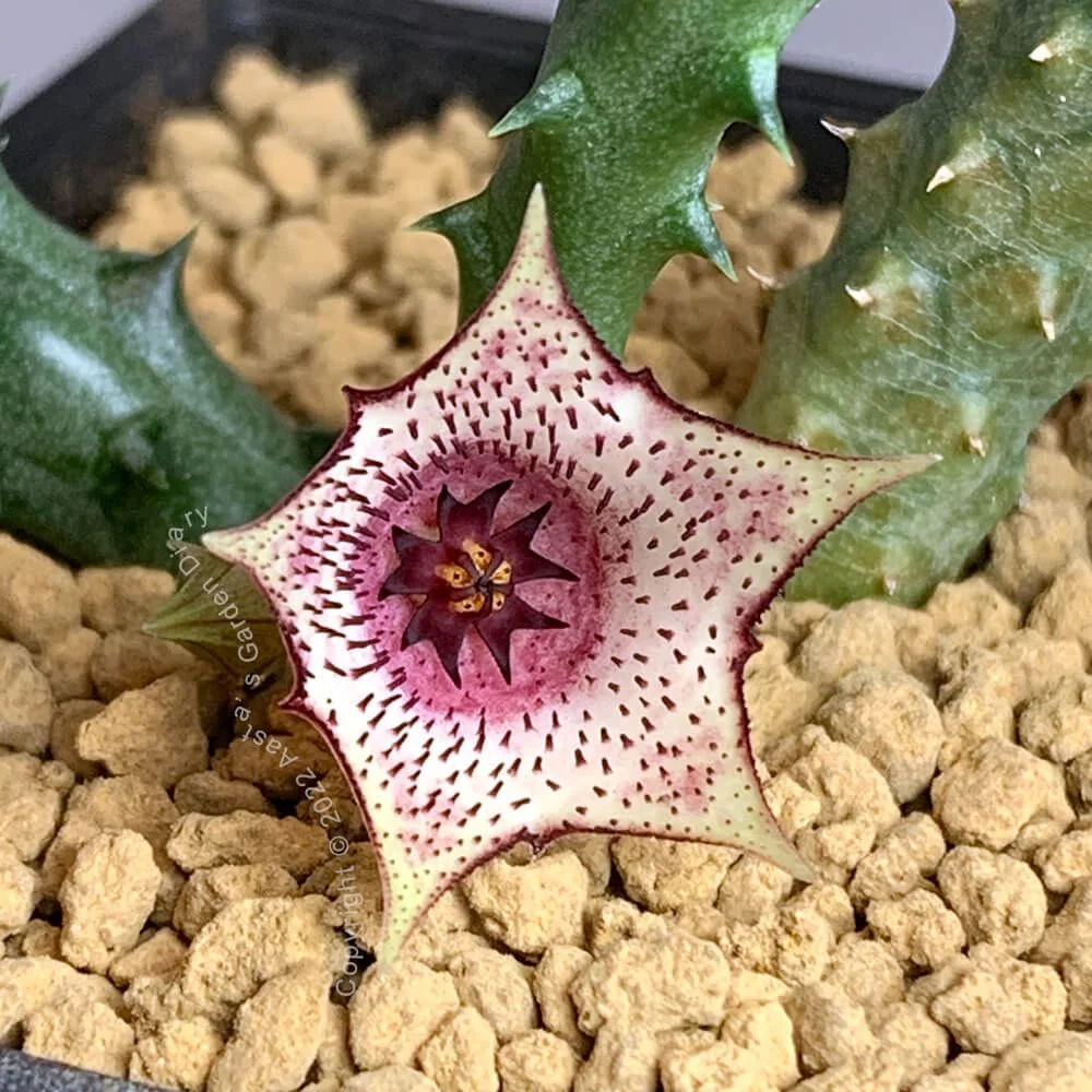 Asclepiadaceae — Aasta Garden