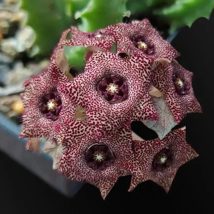Asclepiadaceae — Aasta Garden
