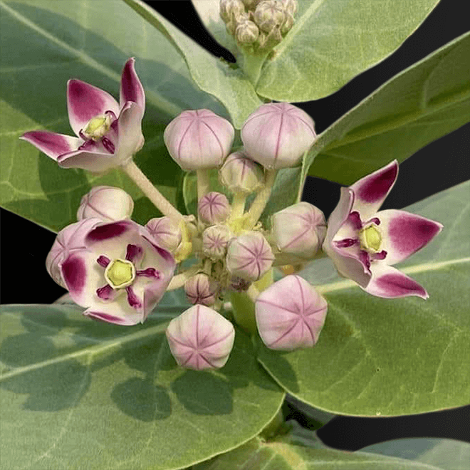 Asclepiadaceae — Aasta Garden