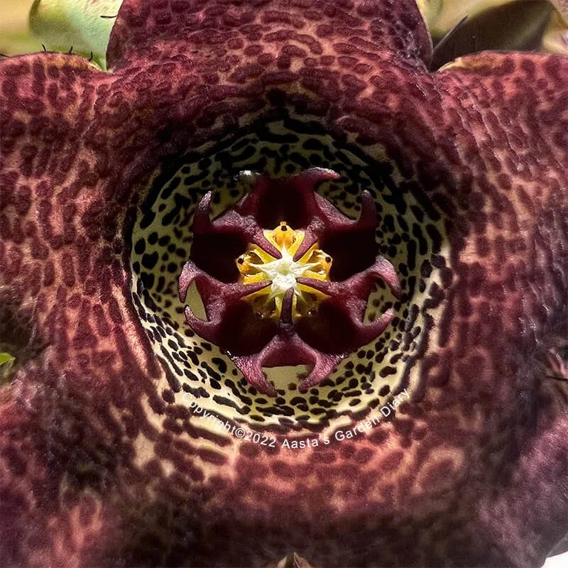 Asclepiadaceae — Aasta Garden