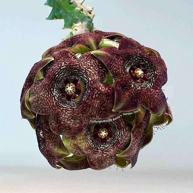 Asclepiadaceae — Aasta Garden