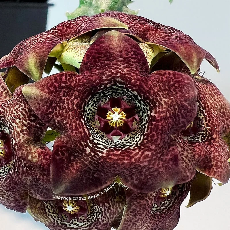 Asclepiadaceae — Aasta Garden