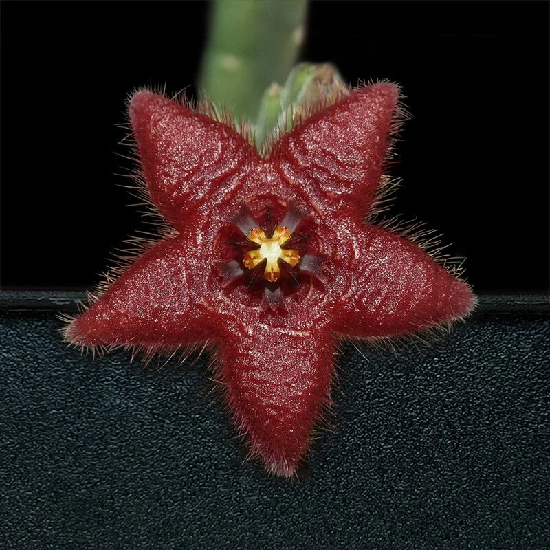 Asclepiadaceae — Aasta Garden