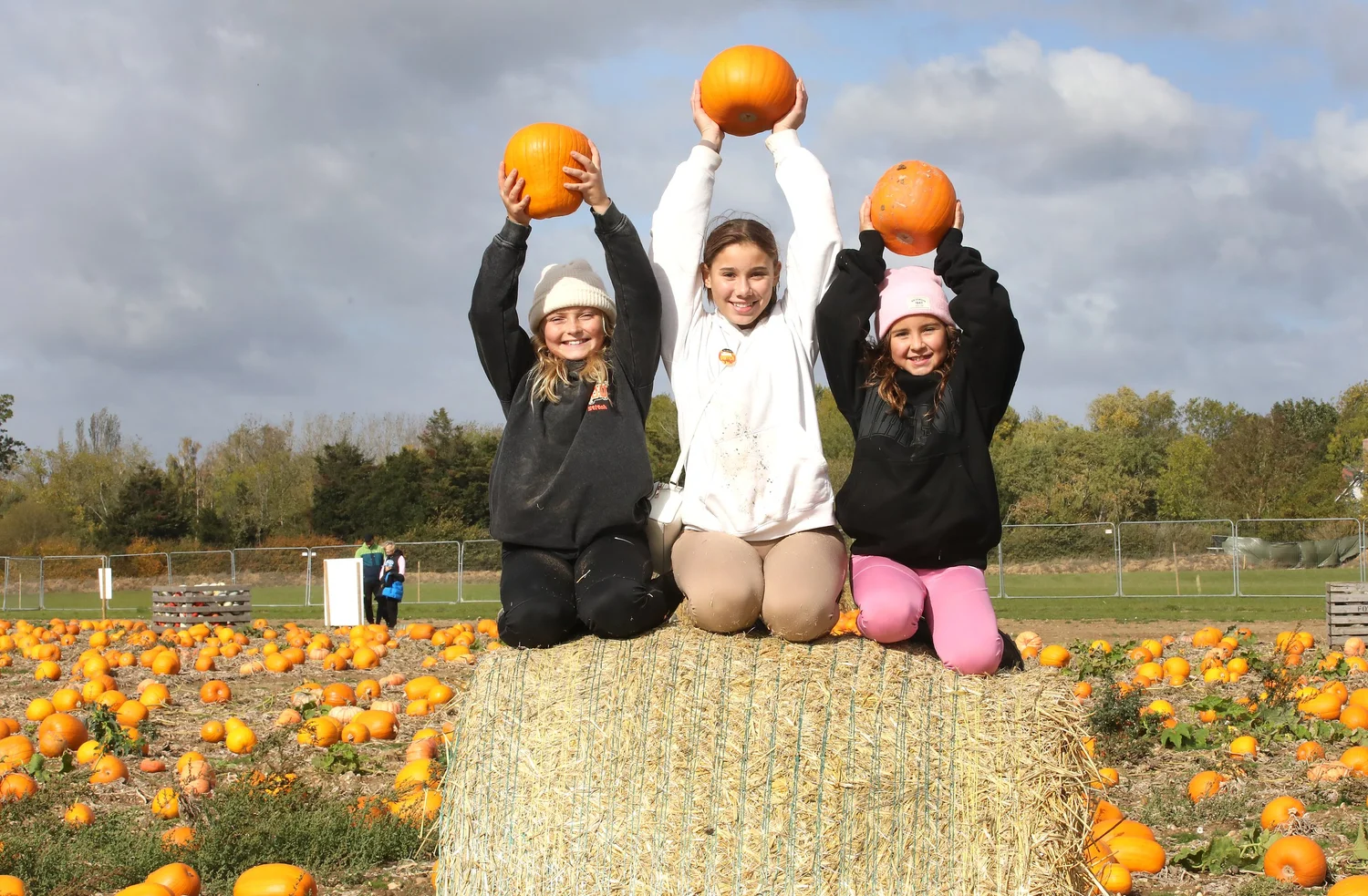 PUMPKIN TIME AT FOXES FARM COLCHESTER — STEVE BRADING