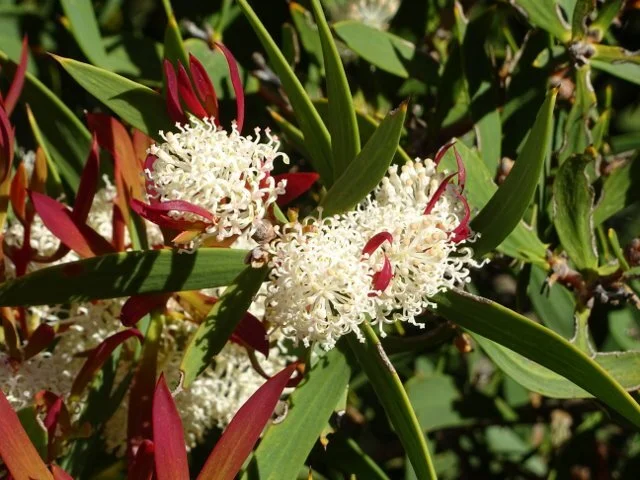 Newsletter September 2021 — North Stirlings Pallinup Natural Resources