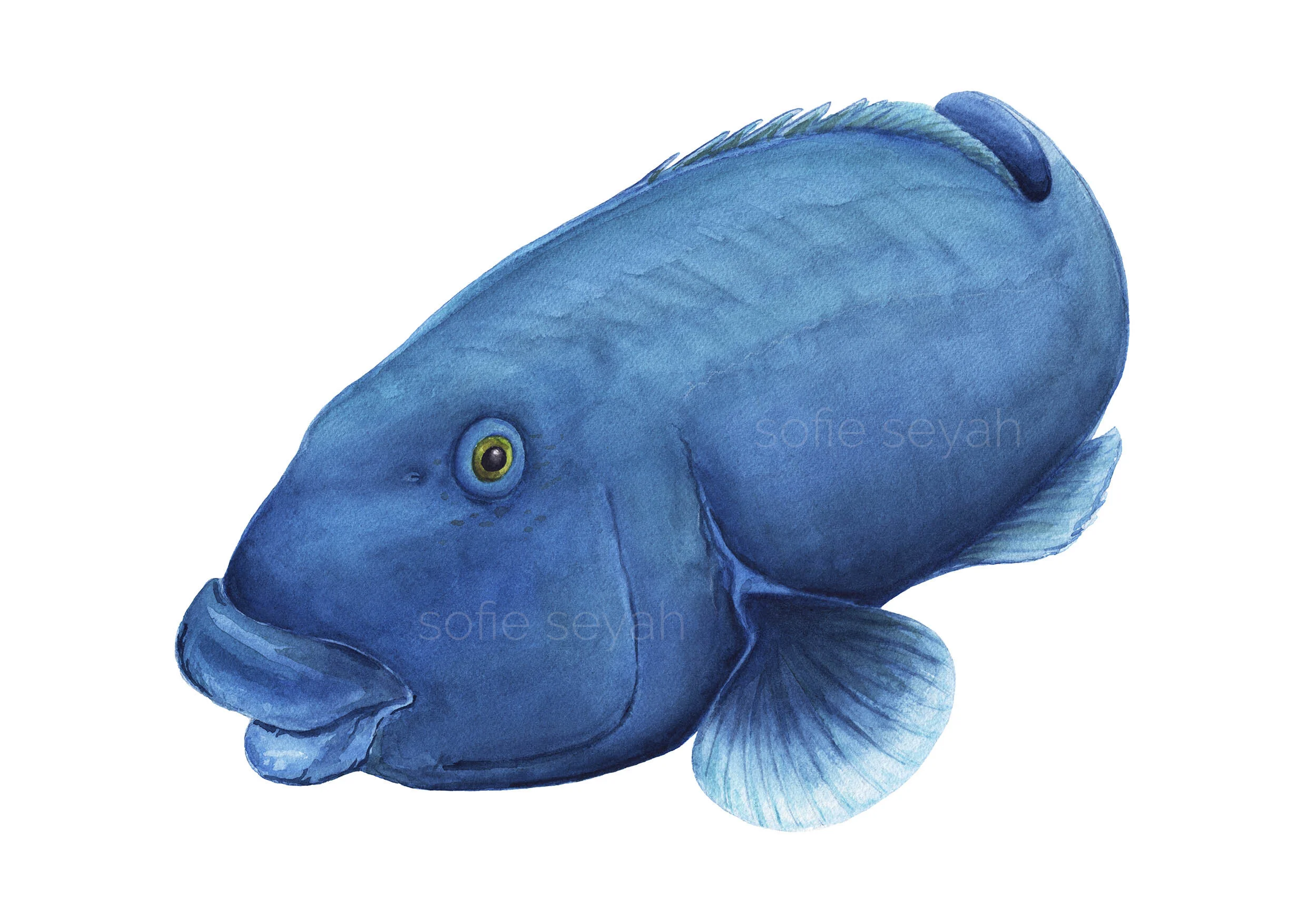 Watercolour and Ink Art Prints — sofie seyah