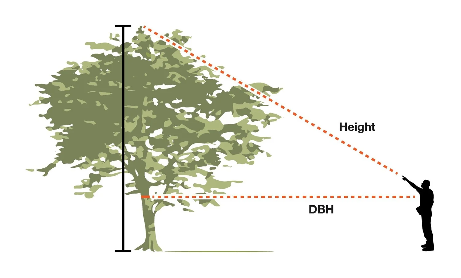 The Power of Trees: How do trees store carbon and how do we measure it ...