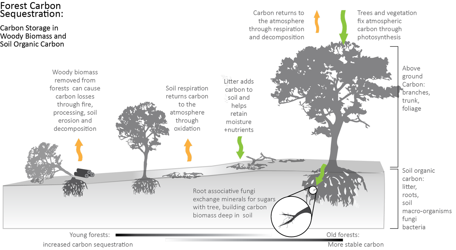 The Power of Trees: How do trees store carbon and how do we measure it ...