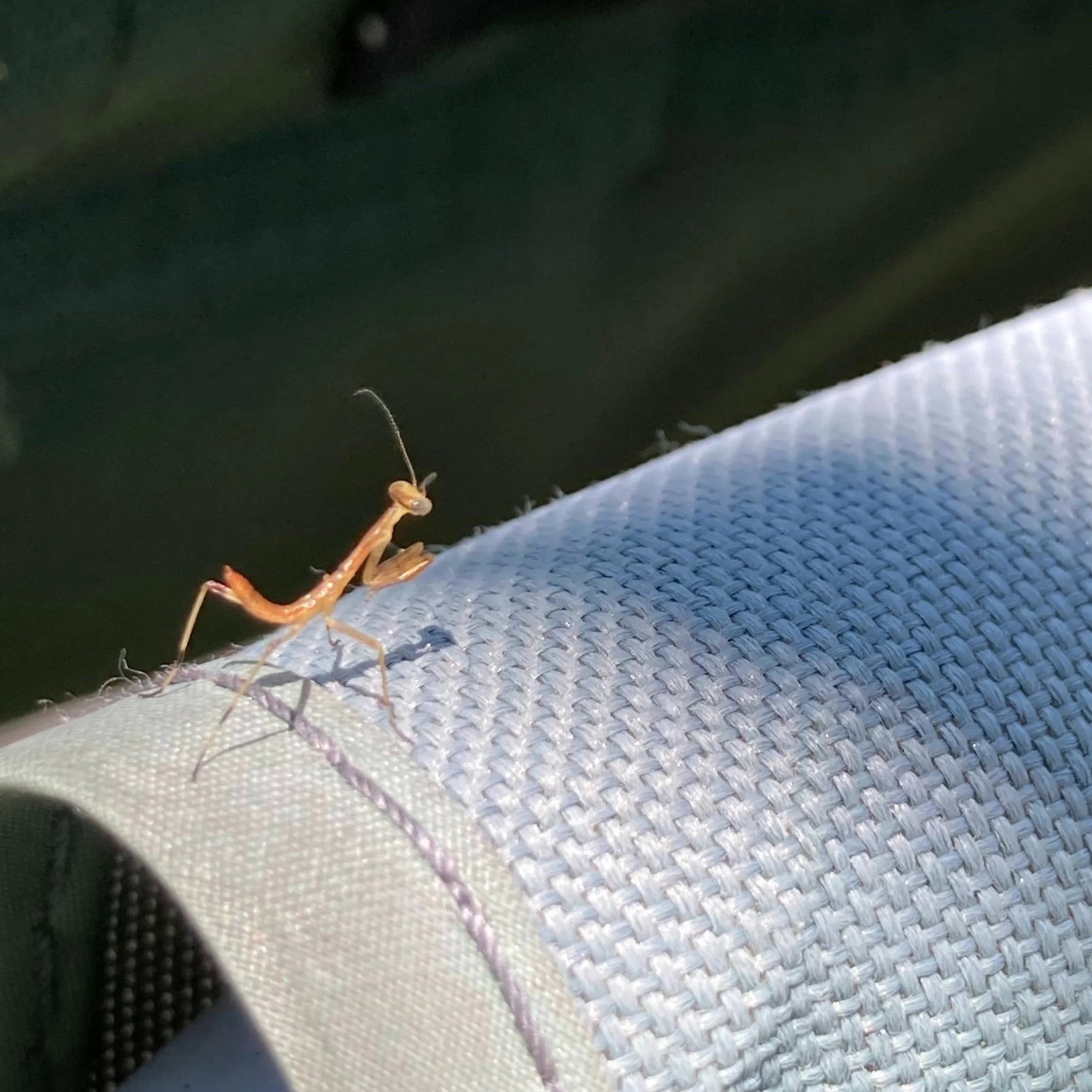 Garden protectors and a bit of fun terror: the native mantids, assassin ...