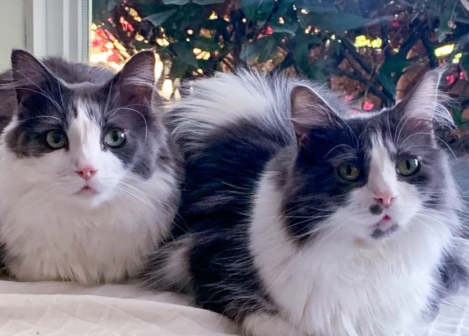 Happy Tails: Meet Sheldon Penner West (aka "Shelly Belly") — VOKRA