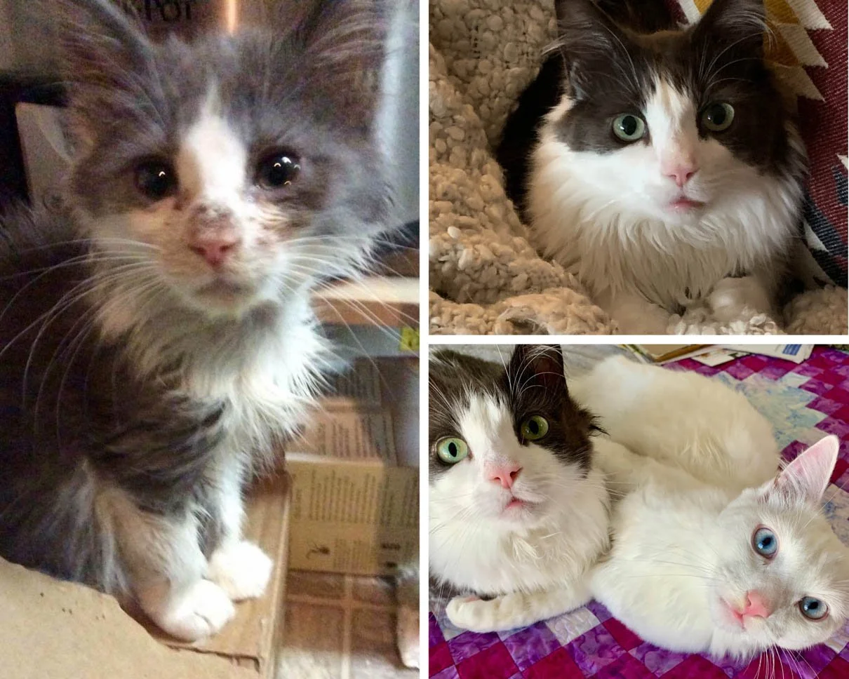 Happy Tails: Meet Sheldon Penner West (aka "Shelly Belly") — VOKRA