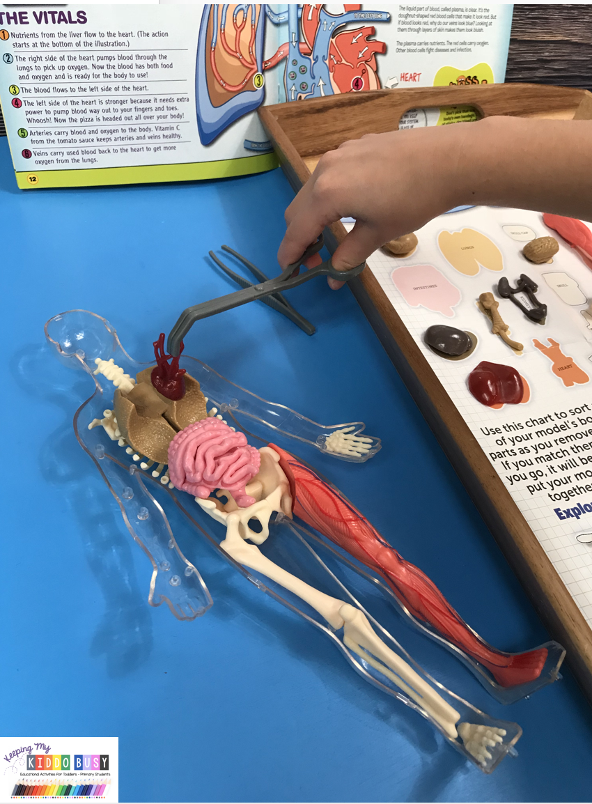 All About My Body and 5 Senses - FREE ACTIVITY - Science Unit 1 ...