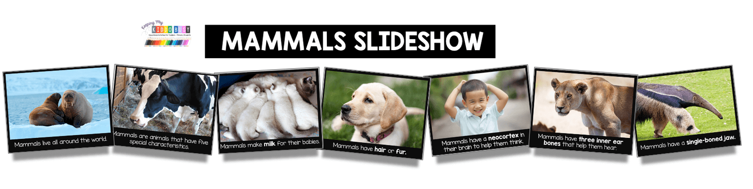 Mammals Science Unit - FREE LESSON — Keeping My Kiddo Busy