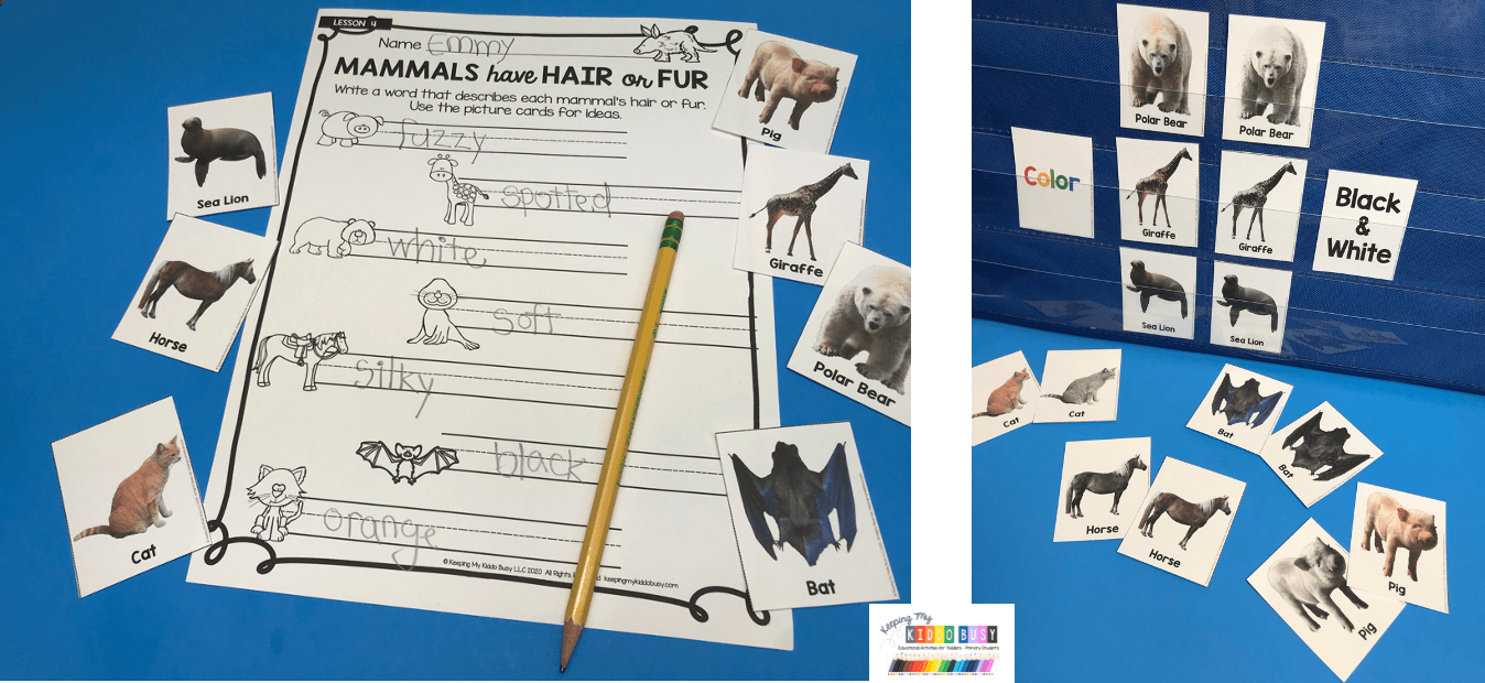 Mammals Science Unit - FREE LESSON — Keeping My Kiddo Busy