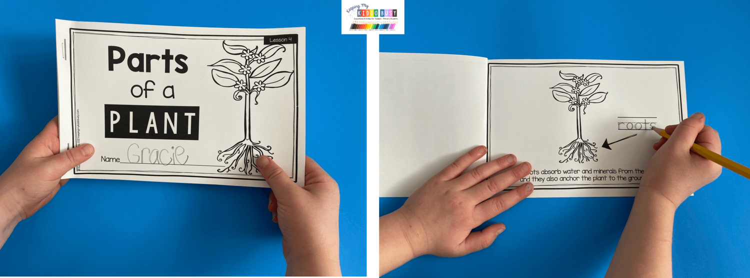 All About Plants Science Unit - FREE ACTIVITY — Keeping My Kiddo Busy