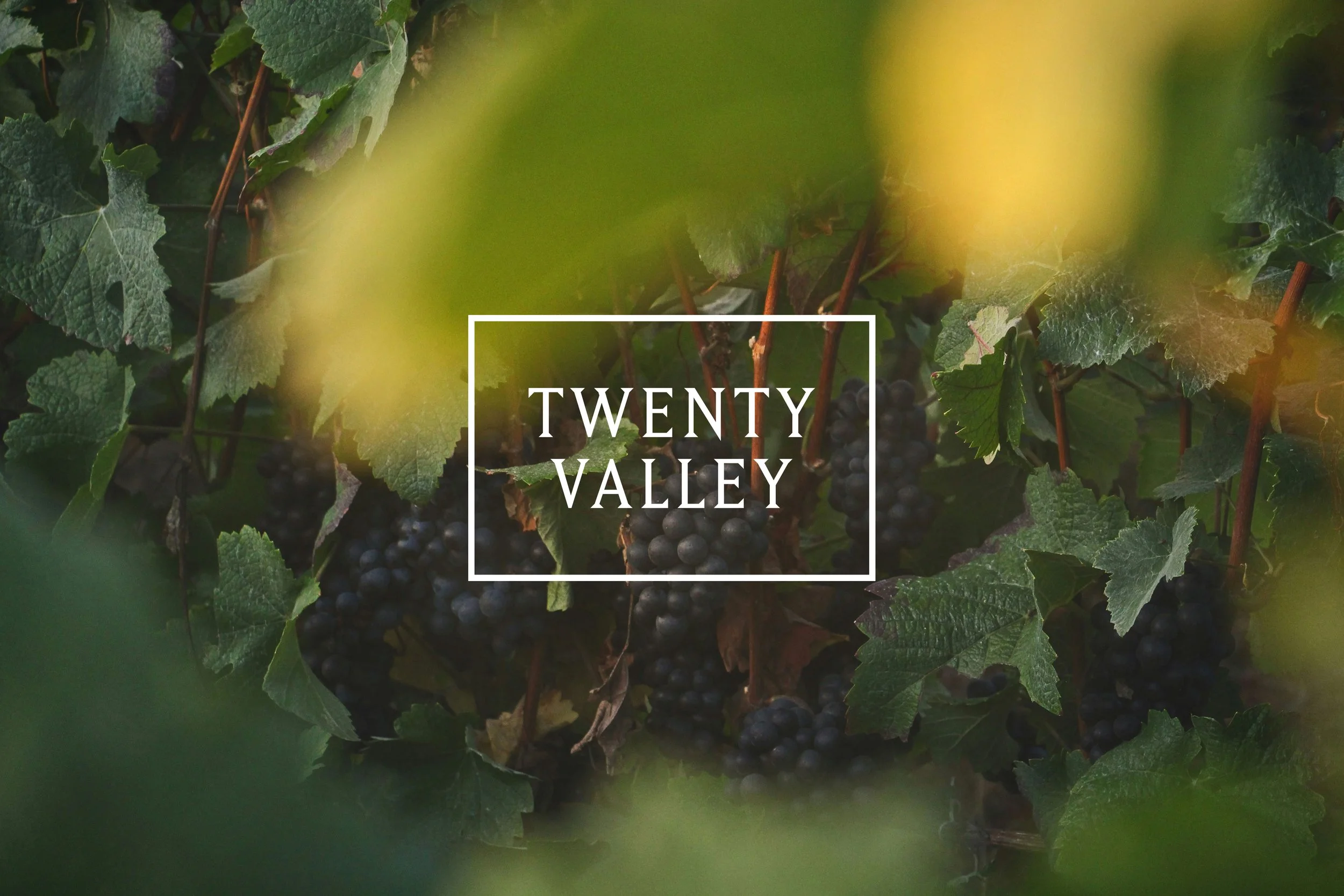 Twenty Valley — Clarissa Addante