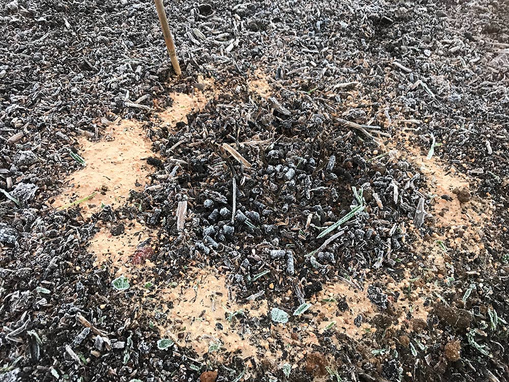 DIY Peonies — Red Hill Peony Estate