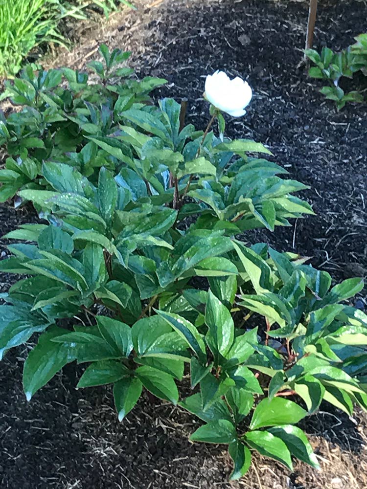 DIY Peonies — Red Hill Peony Estate
