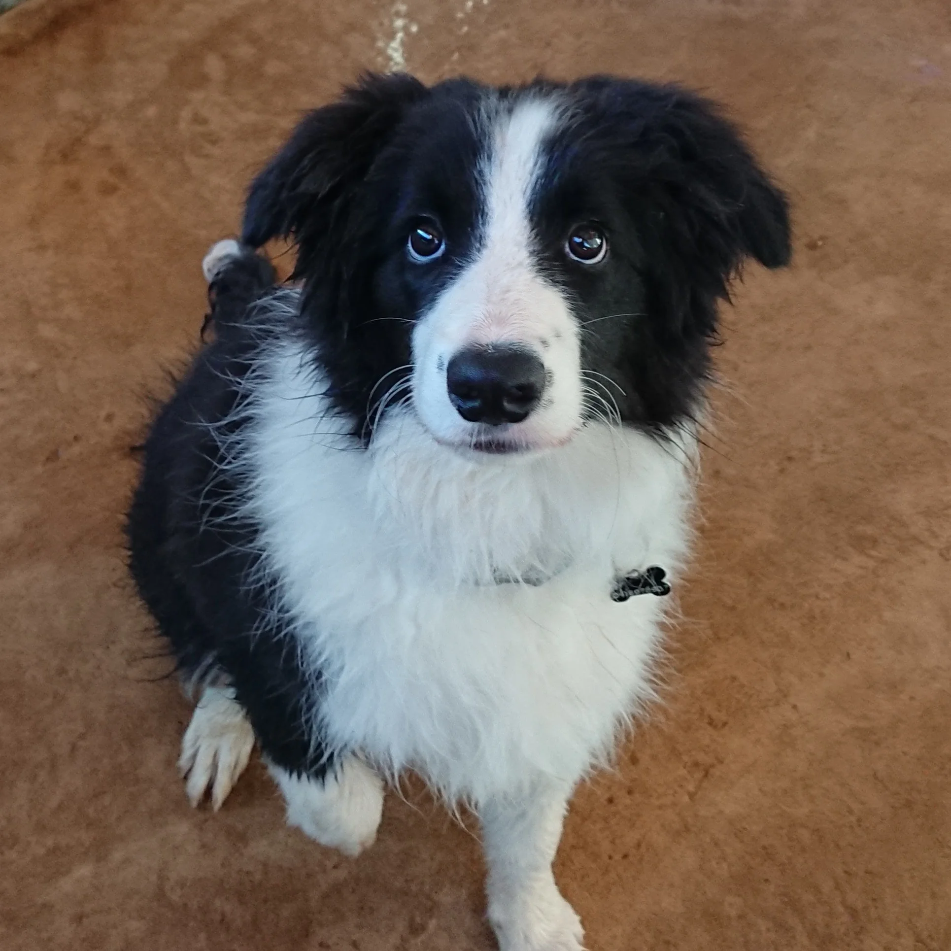 Furry Friends Pet Stays