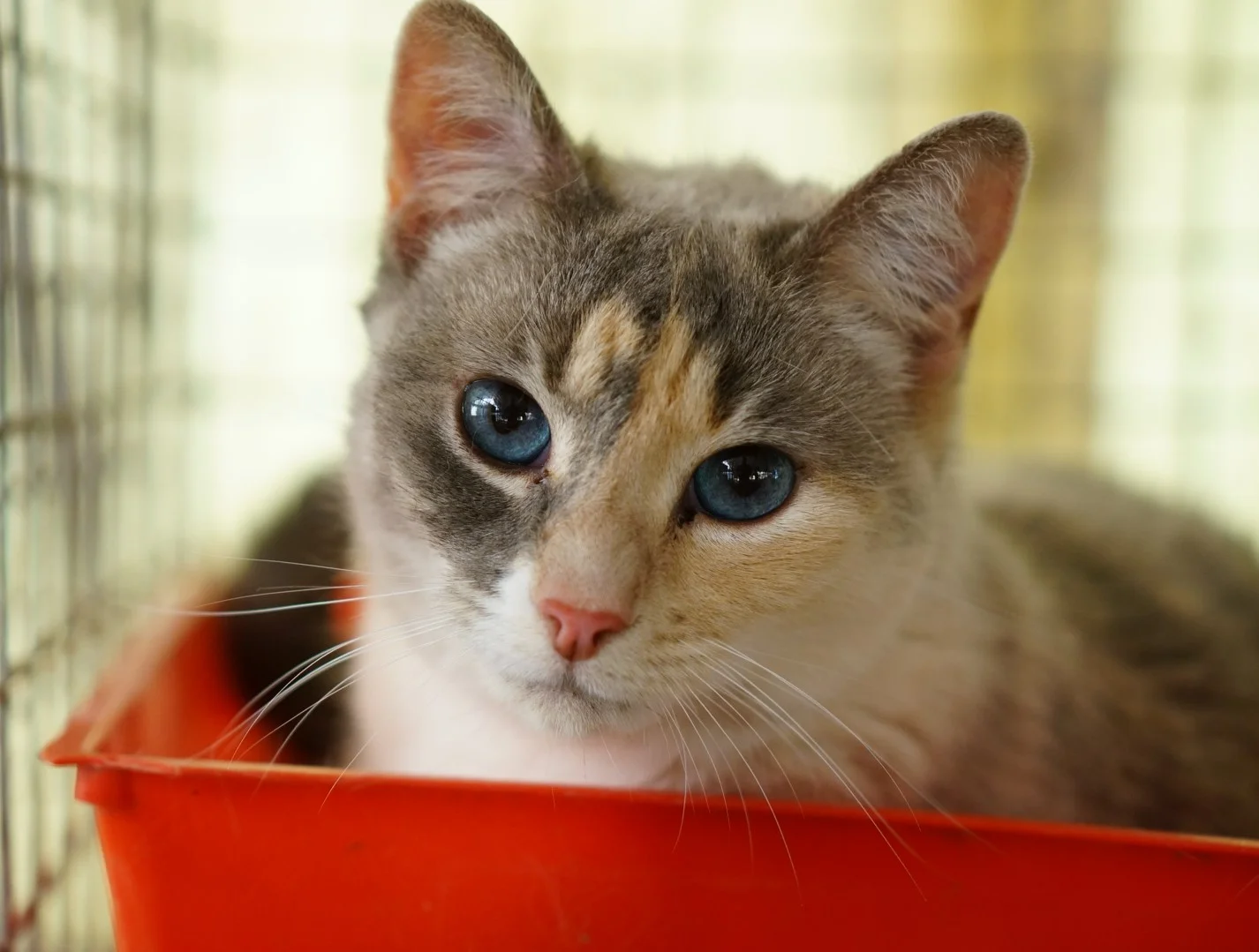 Furry Friends Pet Stays