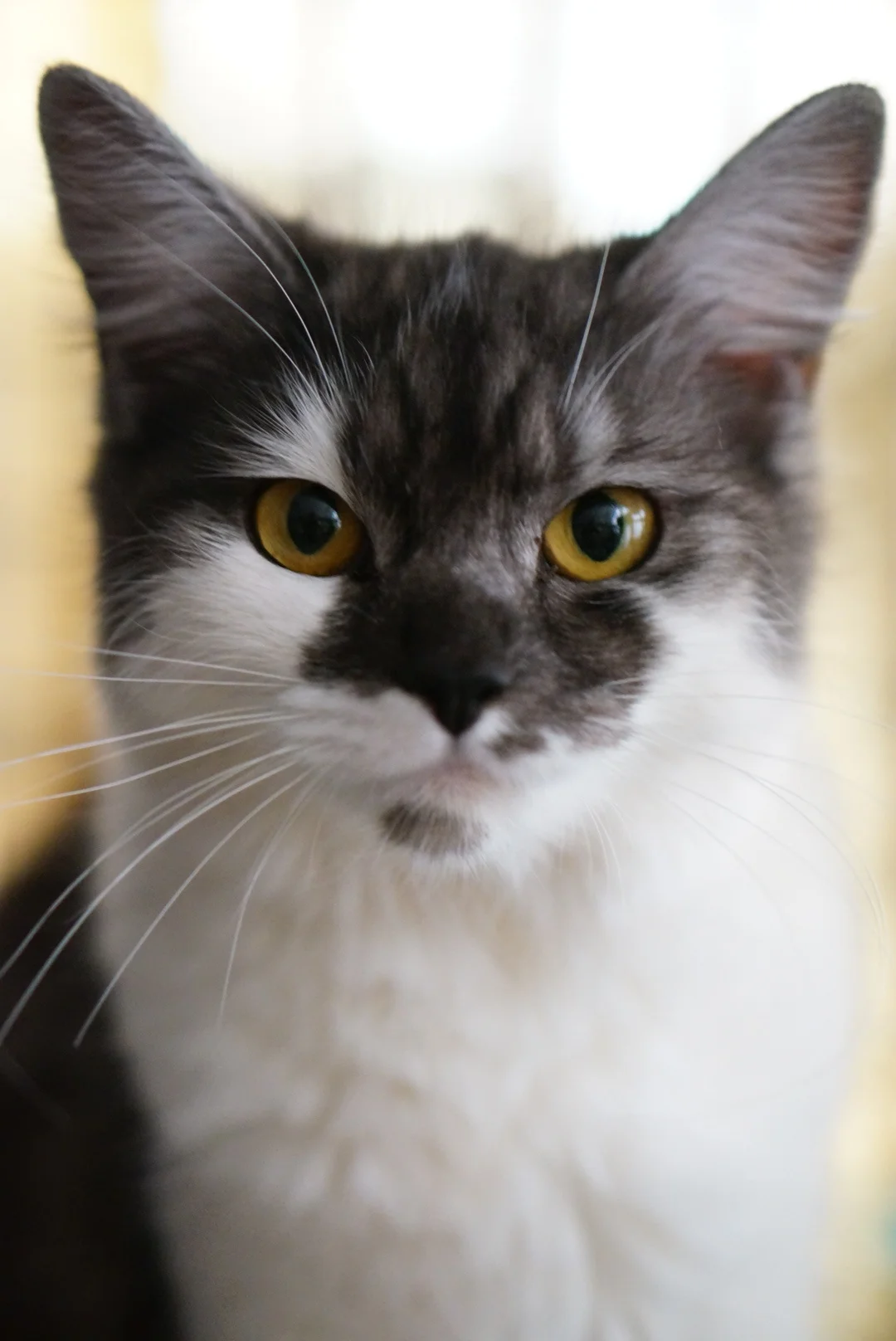 Furry Friends Pet Stays