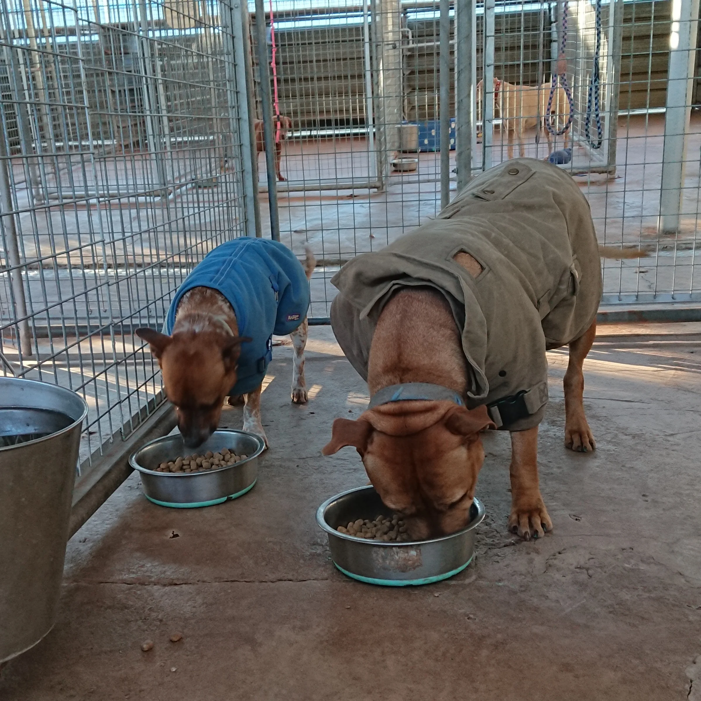 Furry Friends Pet Stays