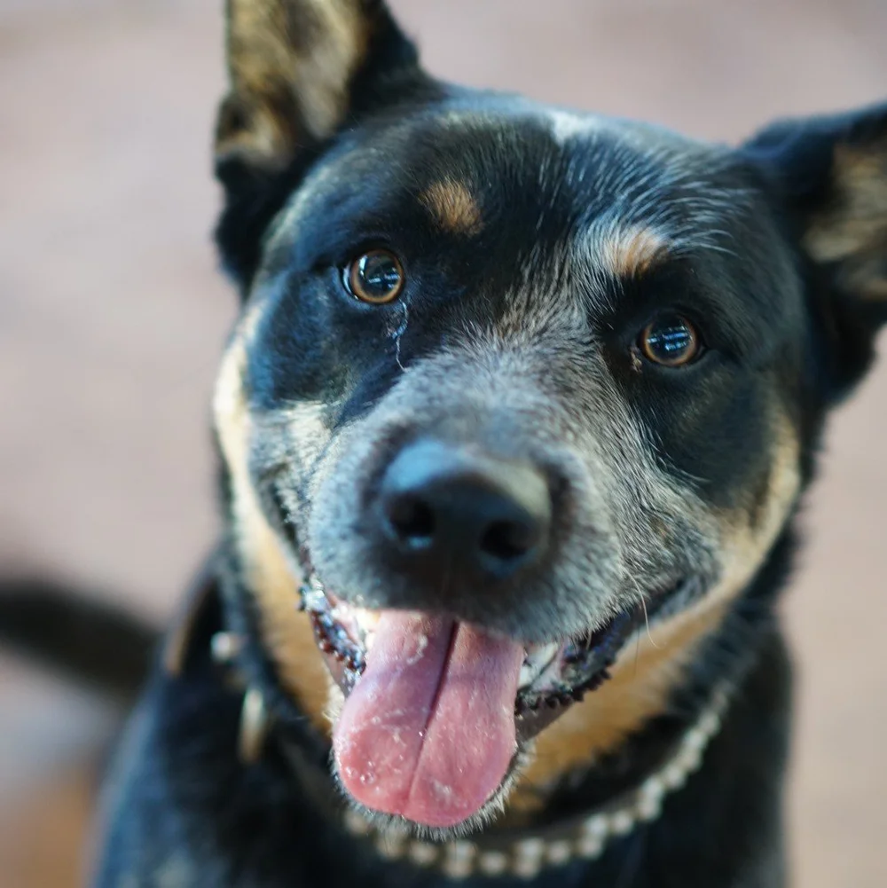 Furry Friends Pet Stays