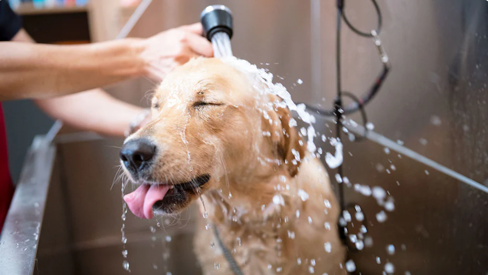 Furry Friends Pet Stays