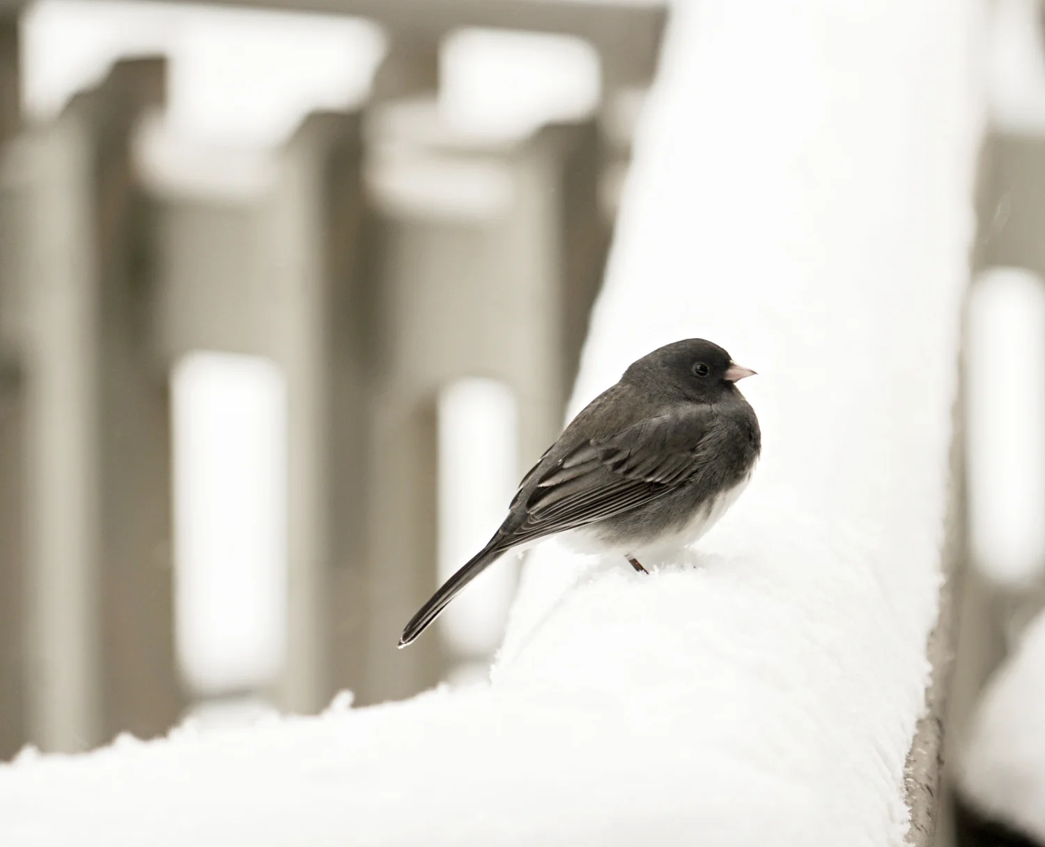 Snowbirds — C'est ma vie!