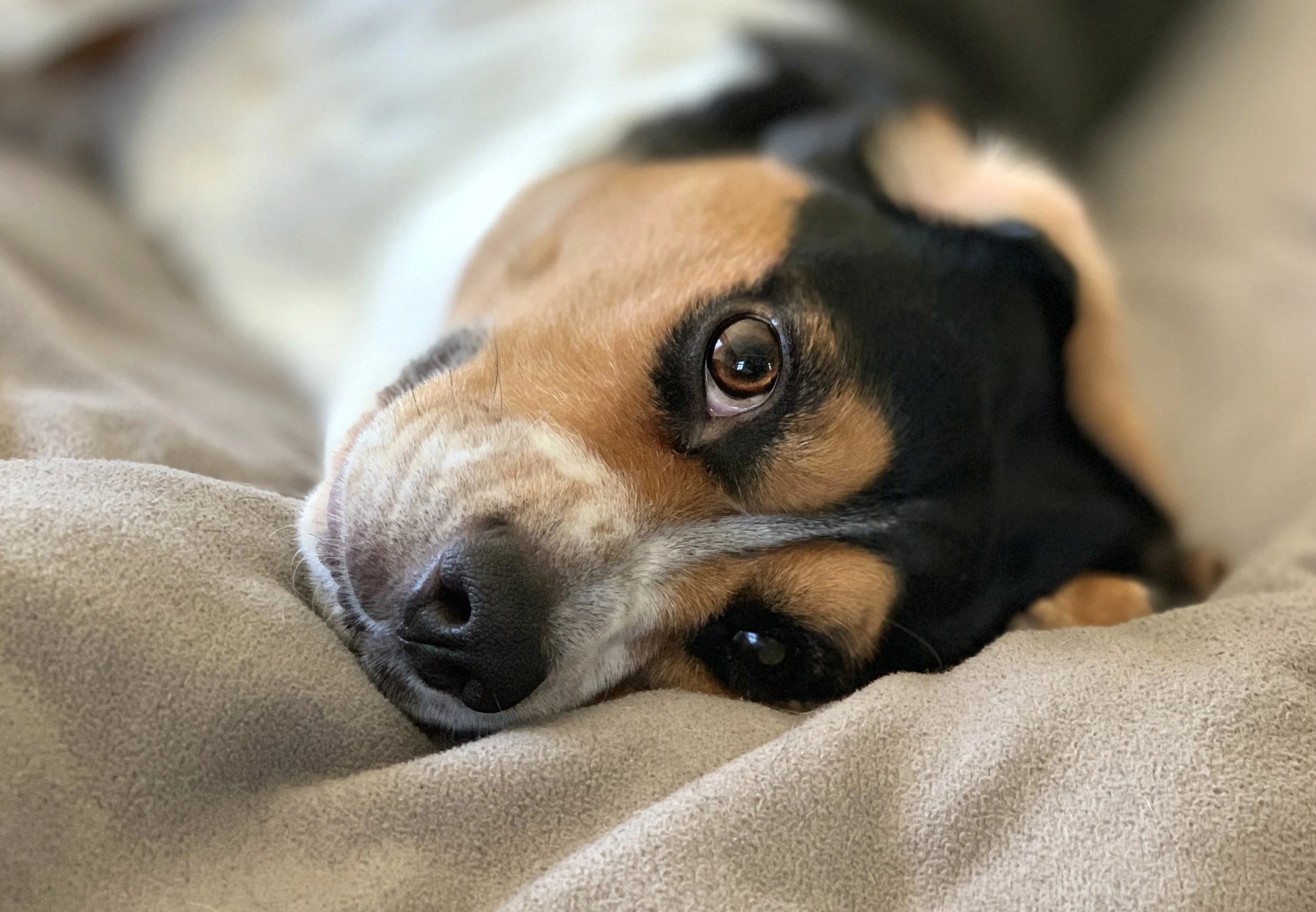 Week 14 - Composition: Center Frame Portrait — C'est ma vie!