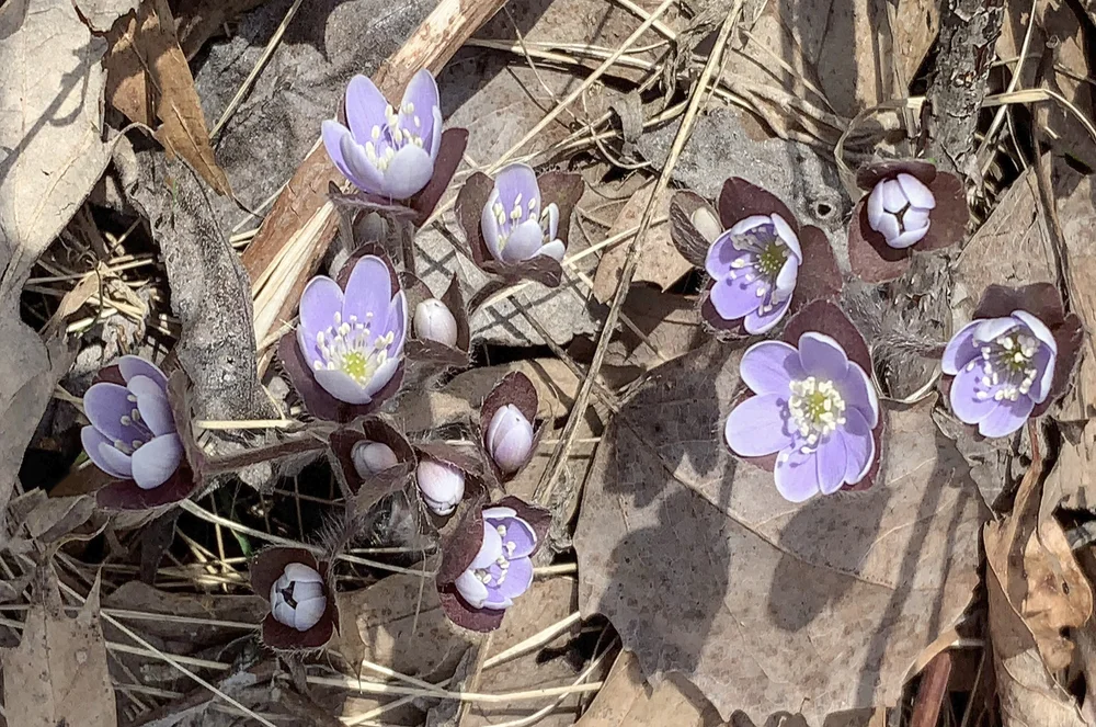 May • Color of the Month — C'est ma vie!