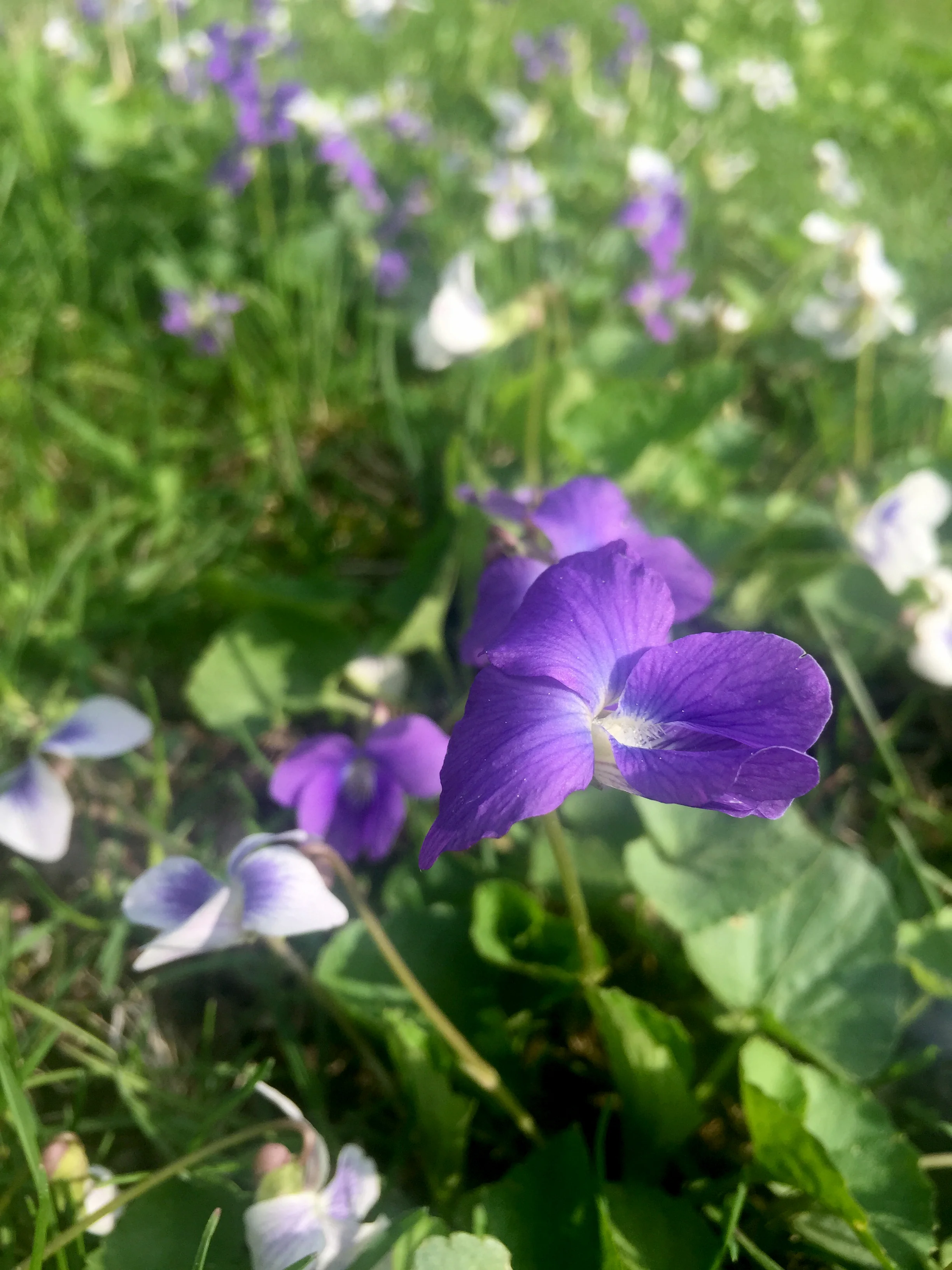 Violets — C'est ma vie