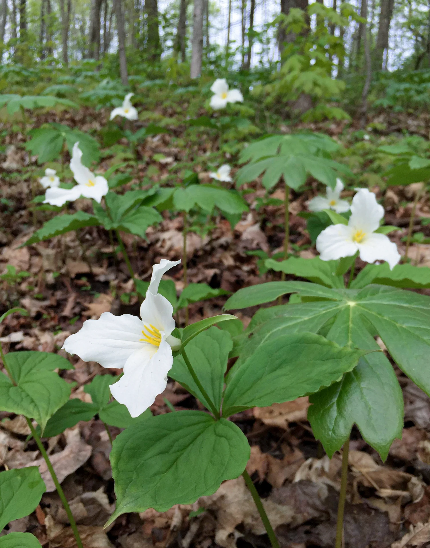 Just a Walk in the Park — C'est ma vie